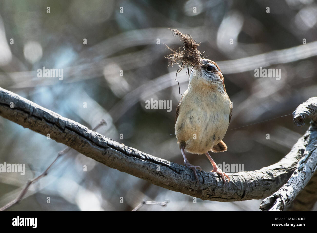 Carolina wren with nesting material in early spring Stock Photo - Alamy