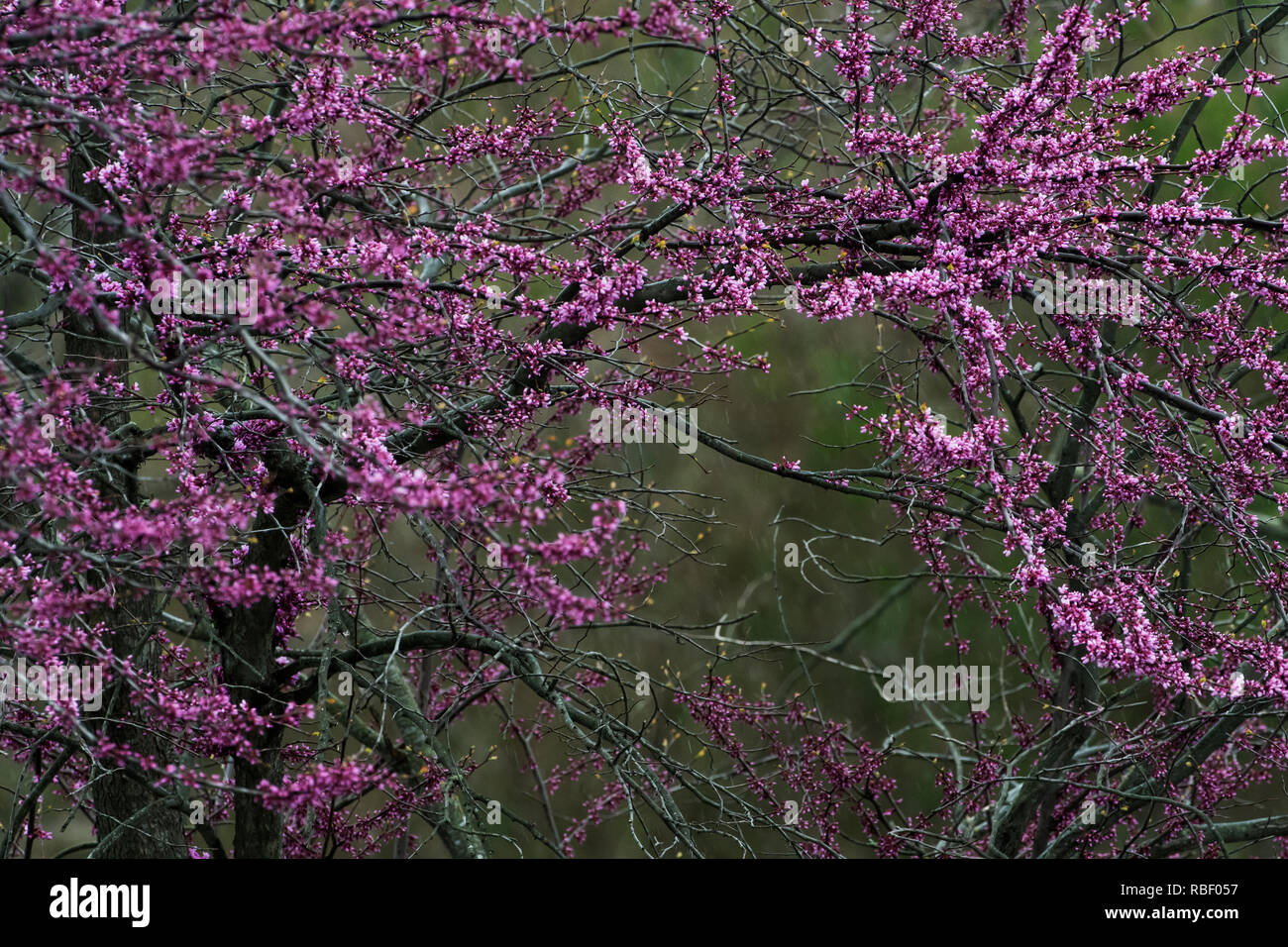 Redbud tree hi-res stock photography and images - Alamy
