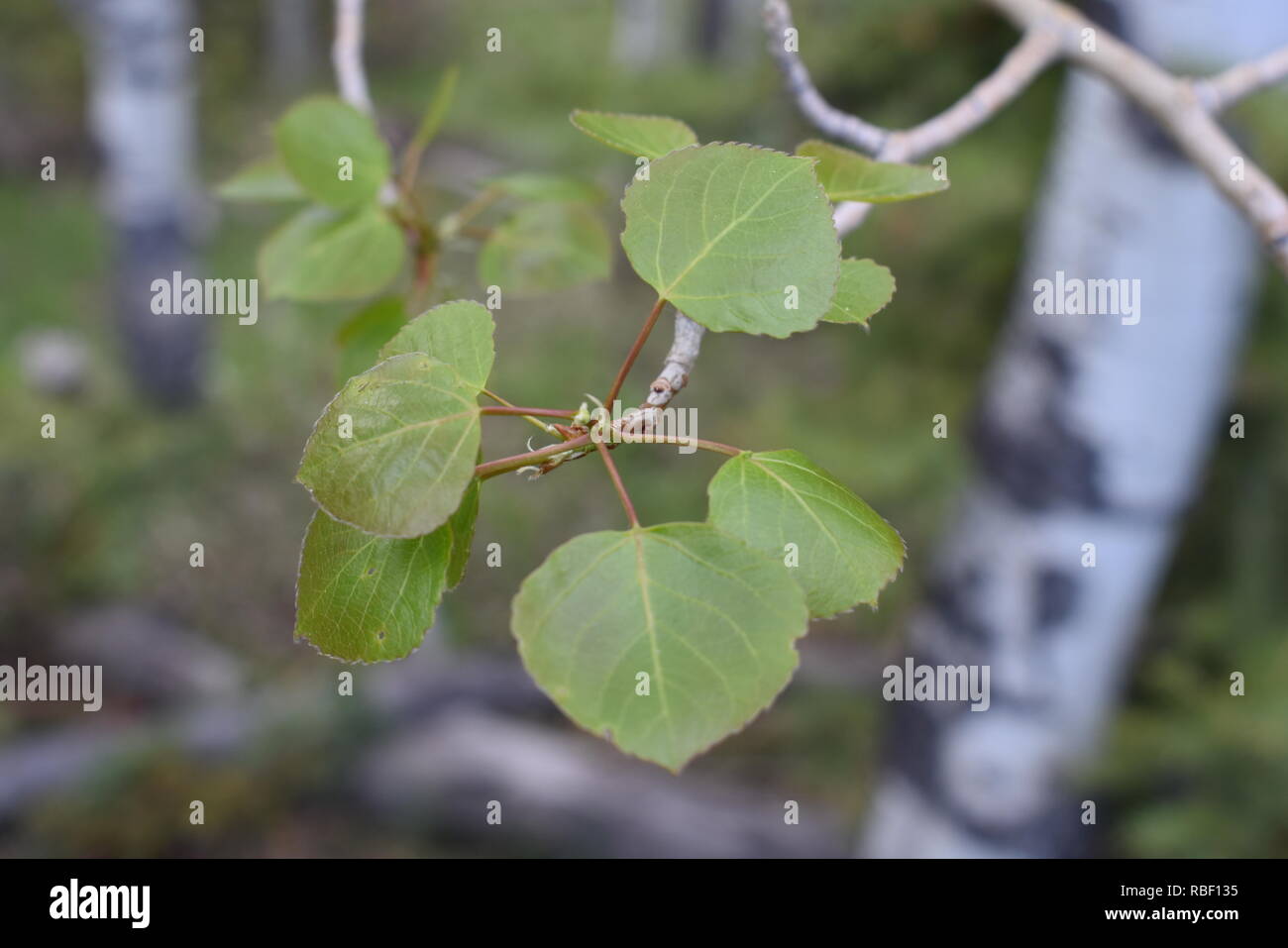 With aspen seeds hi-res stock photography and images - Alamy