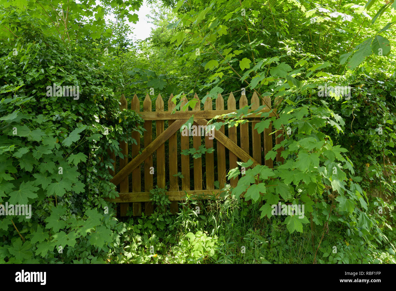 Overgrown fence hi-res stock photography and images - Alamy
