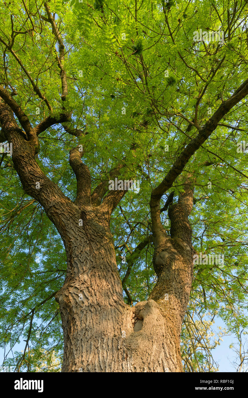 Robinie hi-res stock photography and images - Alamy