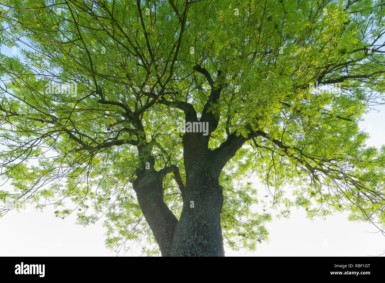 Robinie robinie pseudoacacia hi-res stock photography and images - Alamy