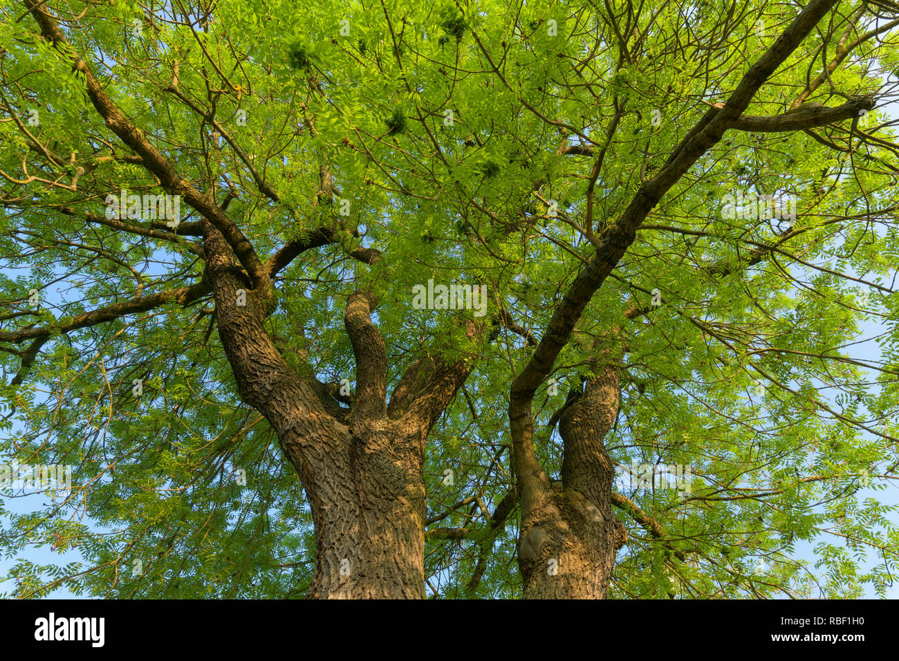 Robinia pseudoacacia robinie hi-res stock photography and images - Alamy