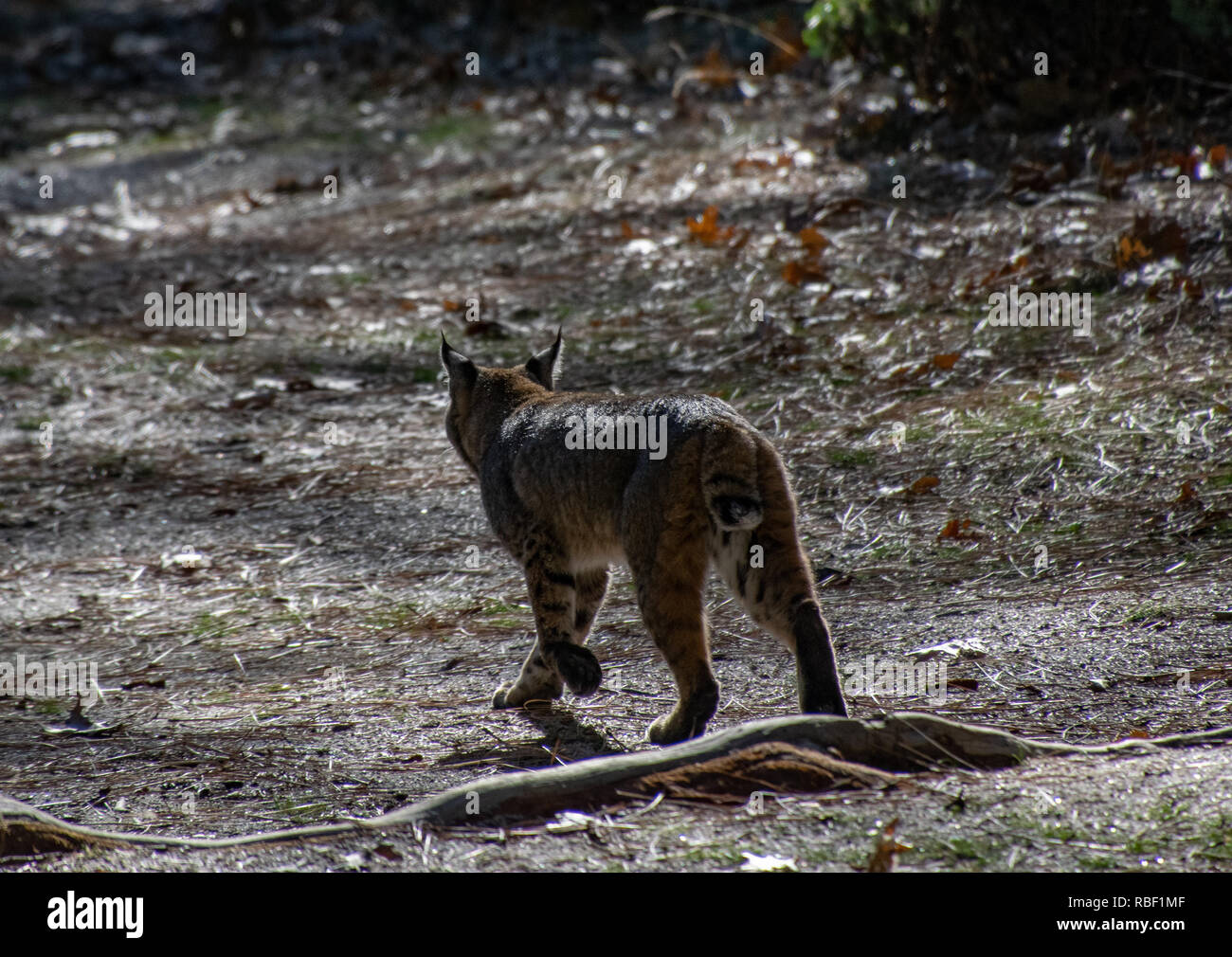 This retreating shot shows the bobcat's characteristic bobbed tail and ...