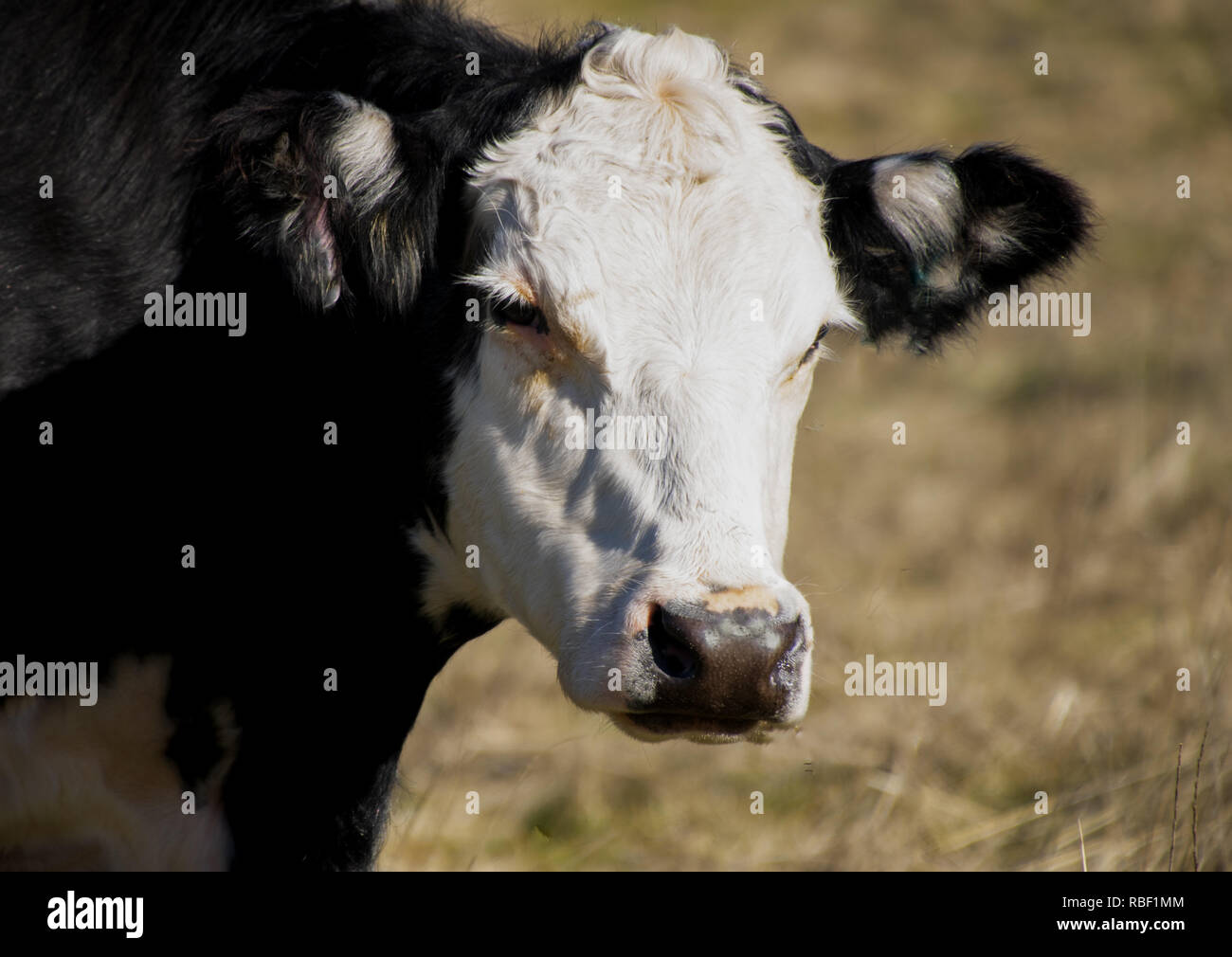 This cow gave me a warning look as I viewed her twin calves from afar ...