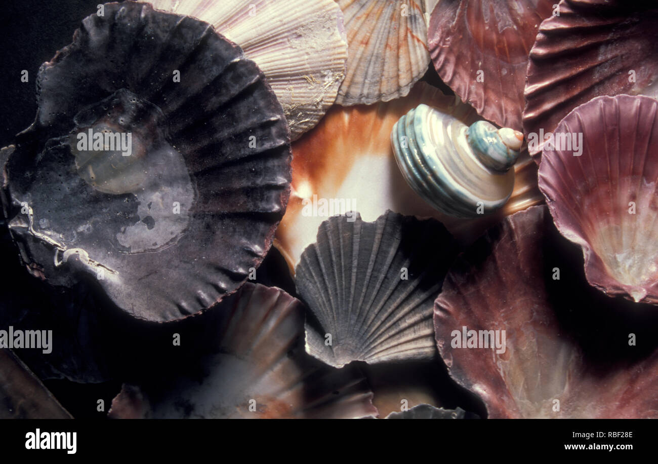 Australia shells seashells hi-res stock photography and images - Alamy