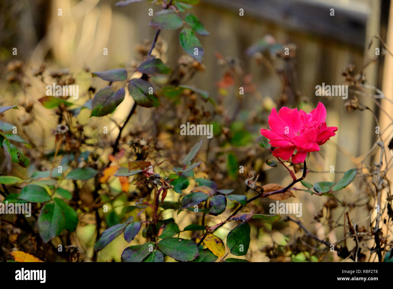 Single Double Knock Out Rose surrounded by dead rose buds and dry vines ...