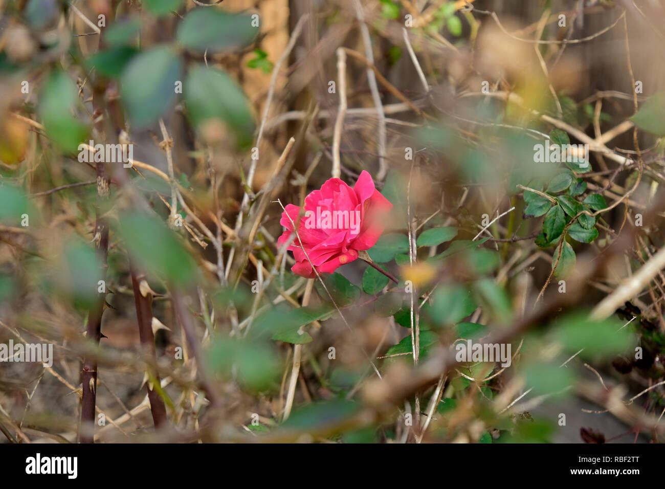 Red knock out rose hi-res stock photography and images - Alamy