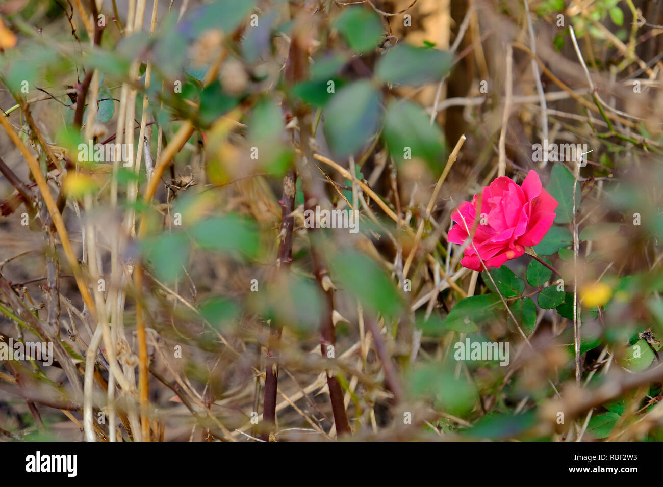 Single Double Knock Out Rose surrounded by dead rose buds and dry vines ...