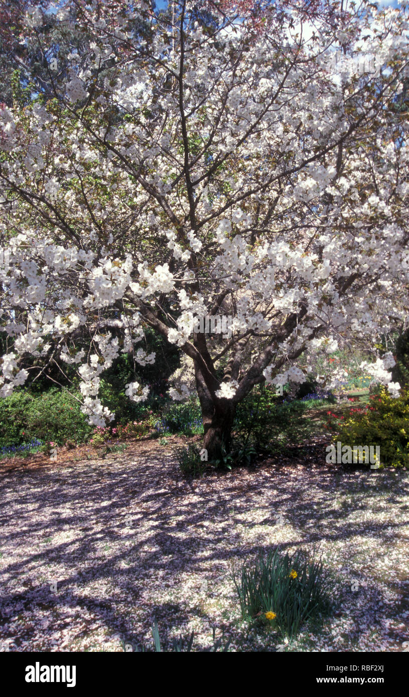 SPRING GARDEN FEATURING FLOWERING CHERRY TREE IN BLOSSOM, MOUNT WILSON ...