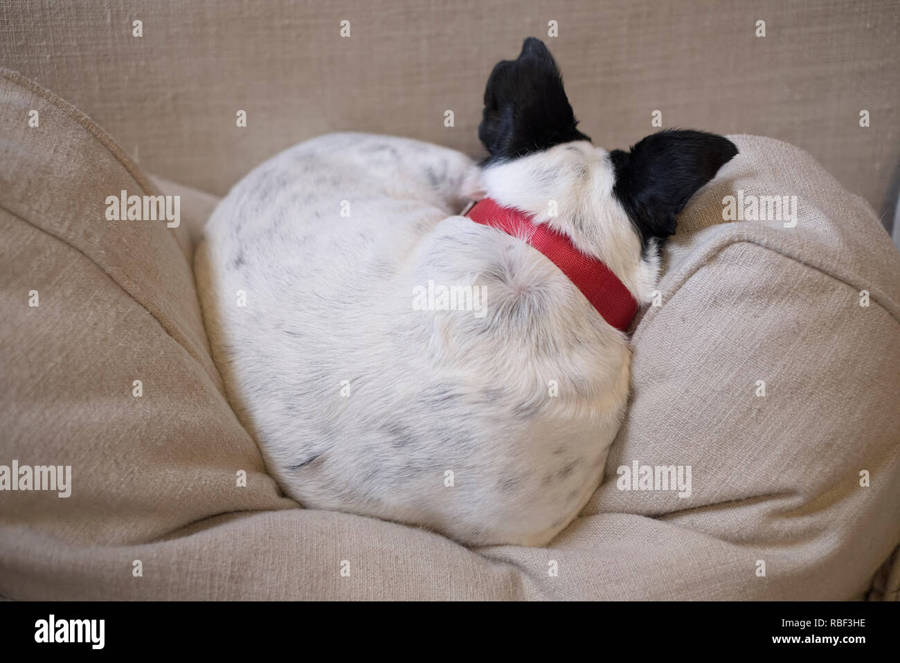 Sleeping small dog on sofa cushion with face turned away Stock Photo ...