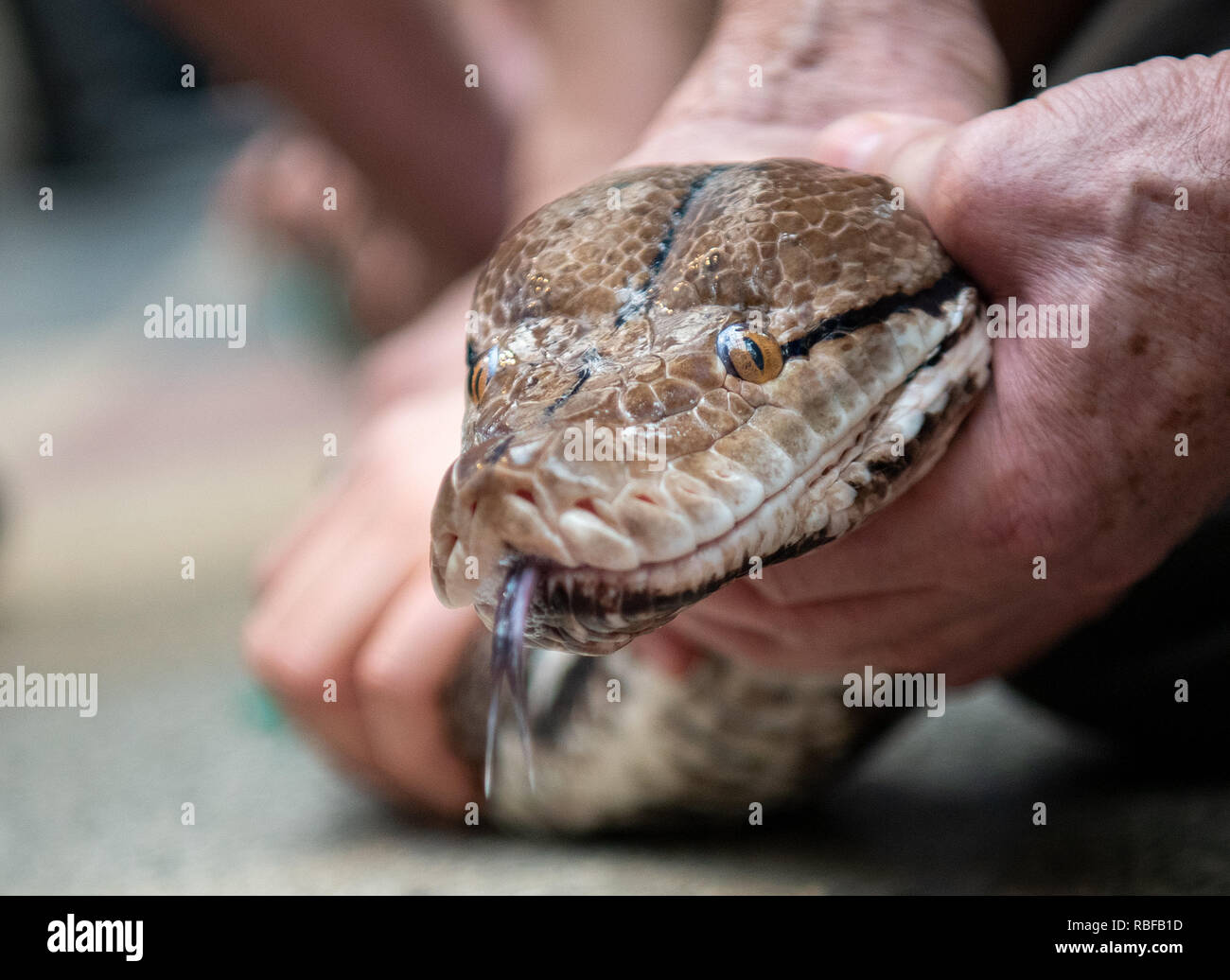 Dresden, Germany. 10th Jan, 2019. A 25-year-old reticulated python is captured by zoom employees ...