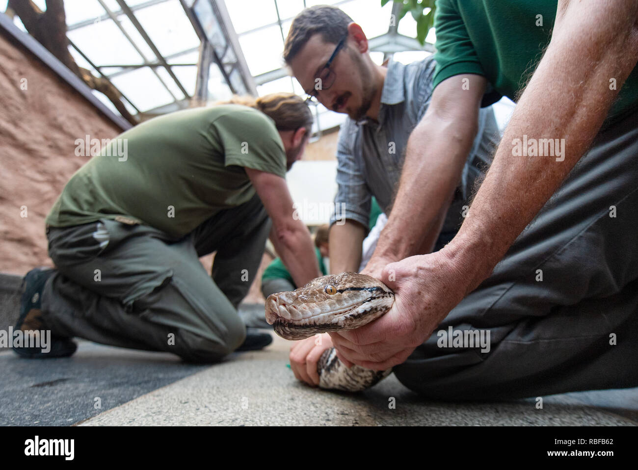 Dresden, Germany. 10th Jan, 2019. A 25-year-old reticulated python is captured by zoom employees ...