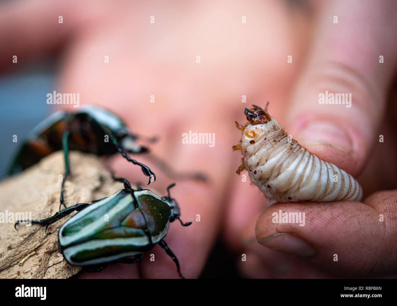 Rose beetles hi-res stock photography and images - Alamy