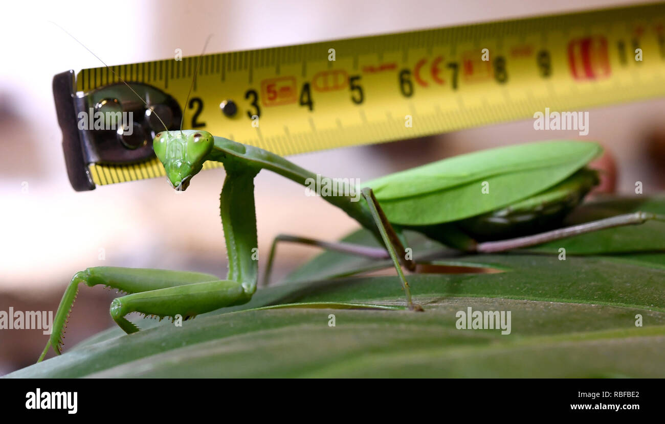 Indian praying mantis hi-res stock photography and images - Alamy