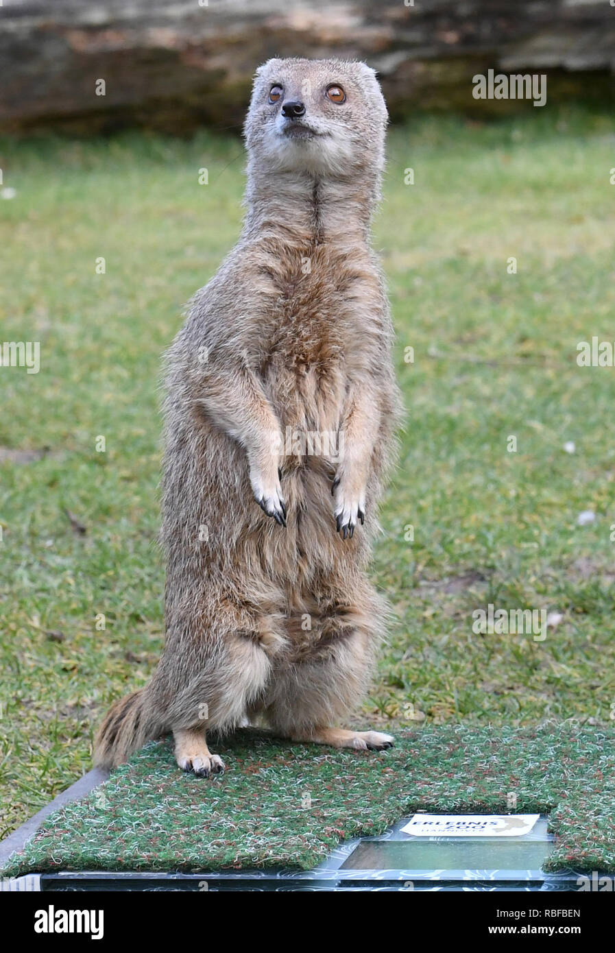 Male rufus hi-res stock photography and images - Alamy