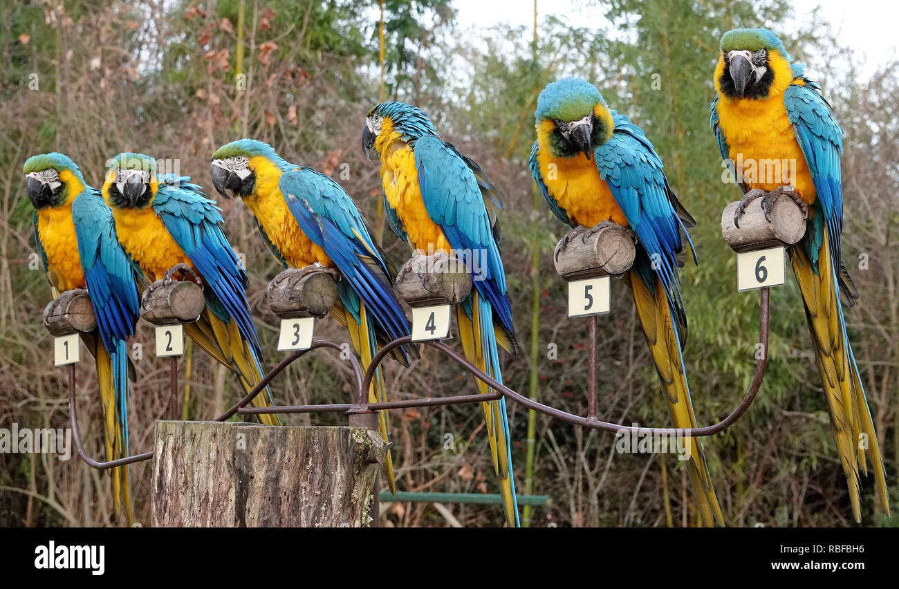 Hannover, Germany. 10th Jan, 2019. Six macaws sit in numbered seats ...