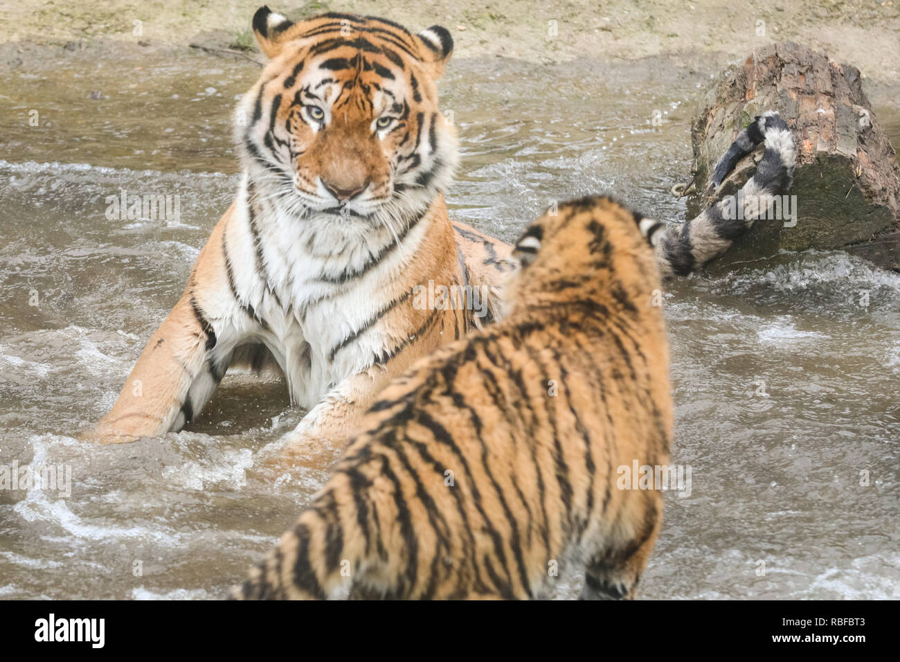 Female zoo keeper tiger hi-res stock photography and images - Alamy
