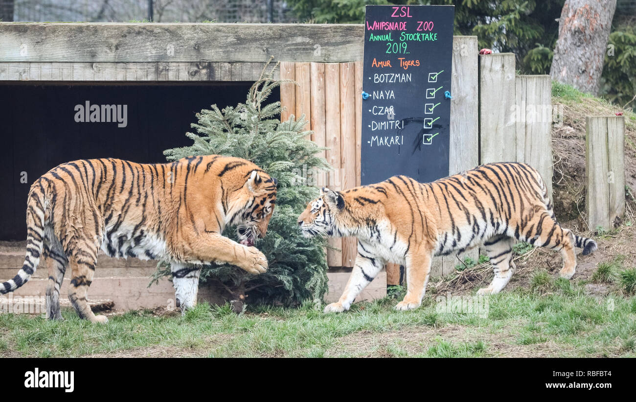 Female zoo keeper tiger hi-res stock photography and images - Alamy