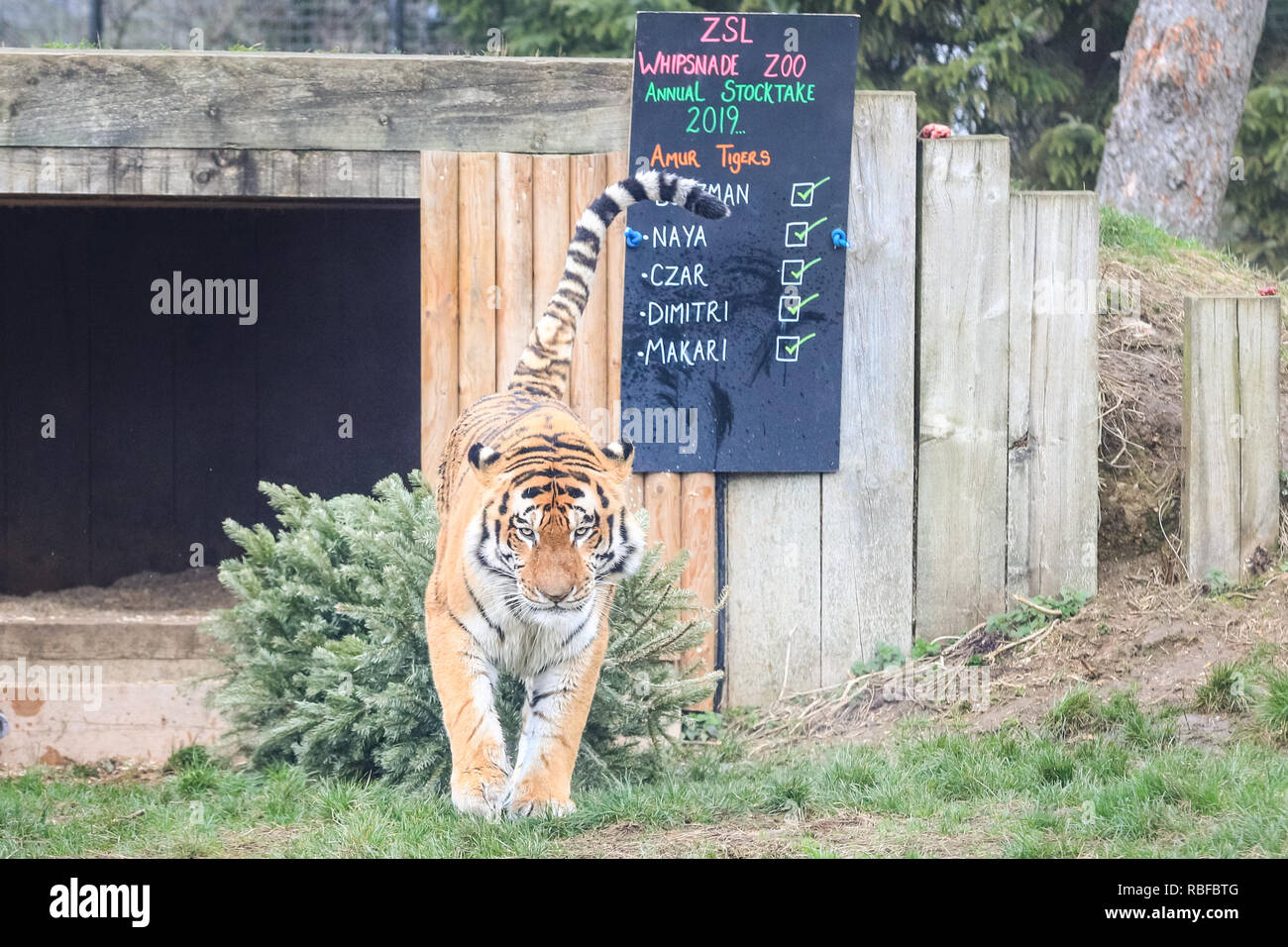 Female zoo keeper tiger hi-res stock photography and images - Alamy