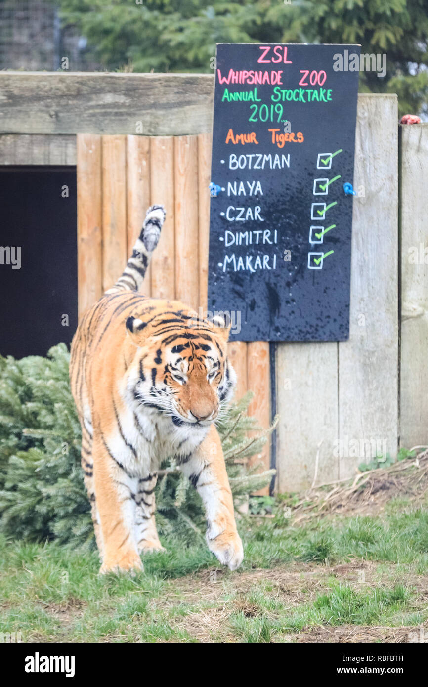 Female zoo keeper tiger hi-res stock photography and images - Alamy