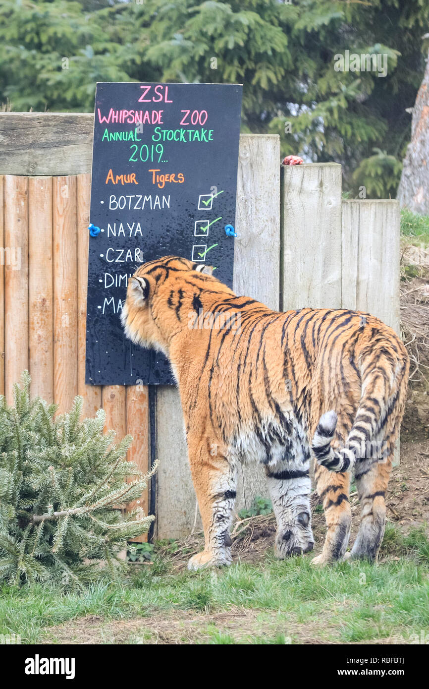Female zoo keeper tiger hi-res stock photography and images - Alamy