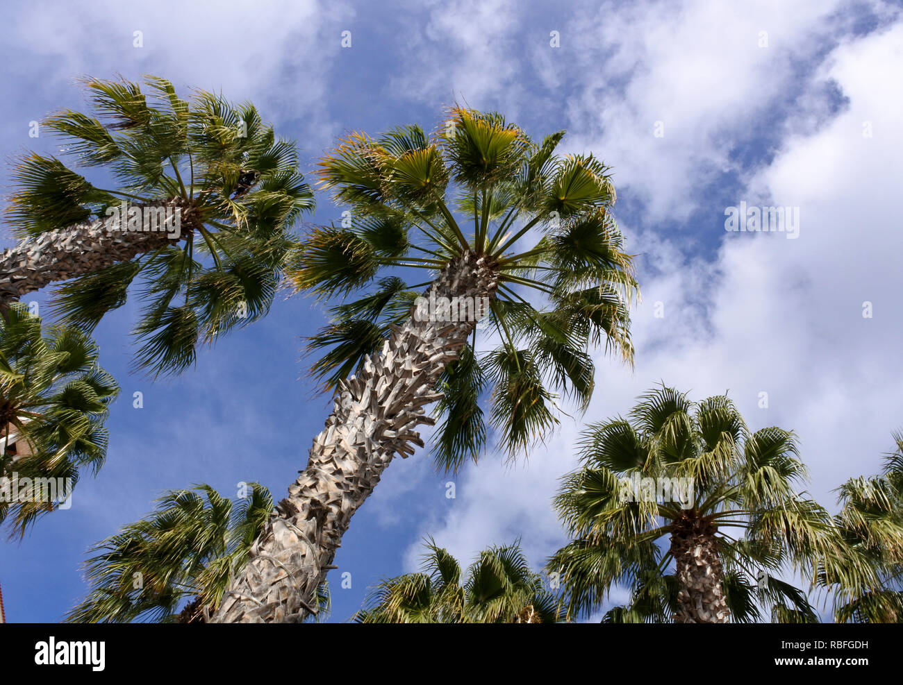 22 November 2018, Portugal, Cani o De Baixo: View to palm trees at the ...