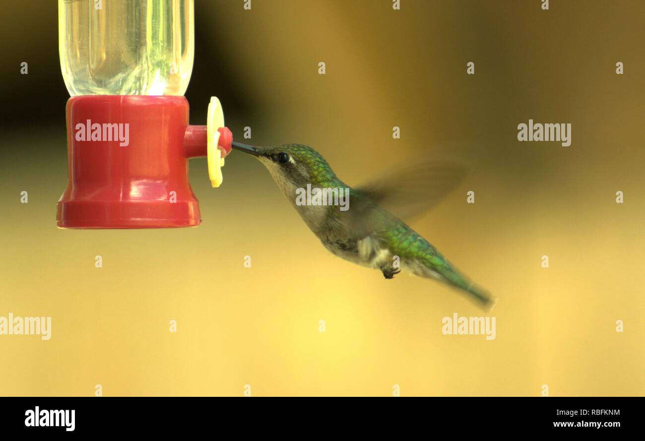 A Female Ruby Throated Hummingbird Drinking From A Feeder Stock Photo ...