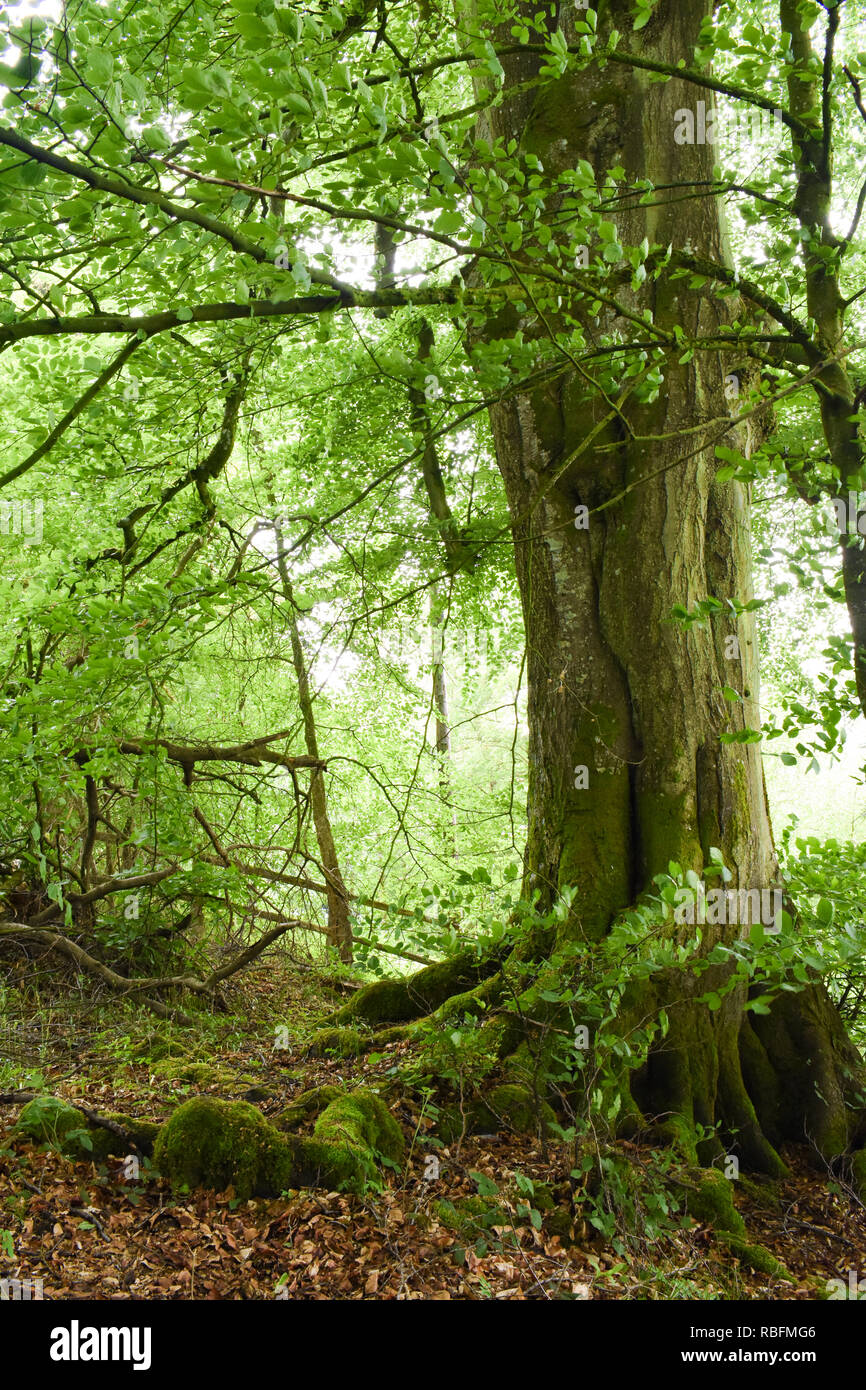 Moss Covered Tree Stock Photo - Alamy