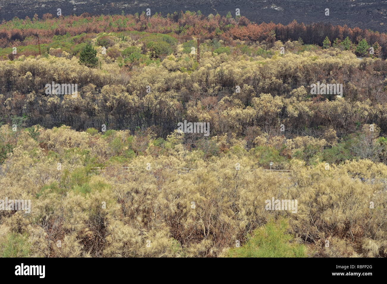 Dense forests around Vesuvius volcano slowly recovering from recent ...