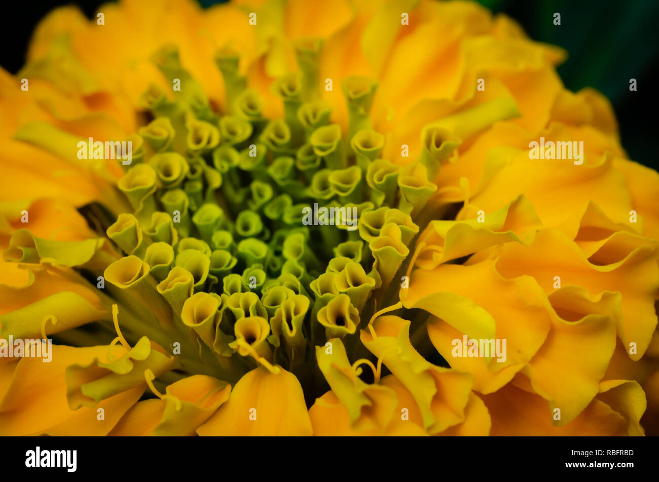 Macro shot of green stigma and yellow petals of a flower Stock Photo ...