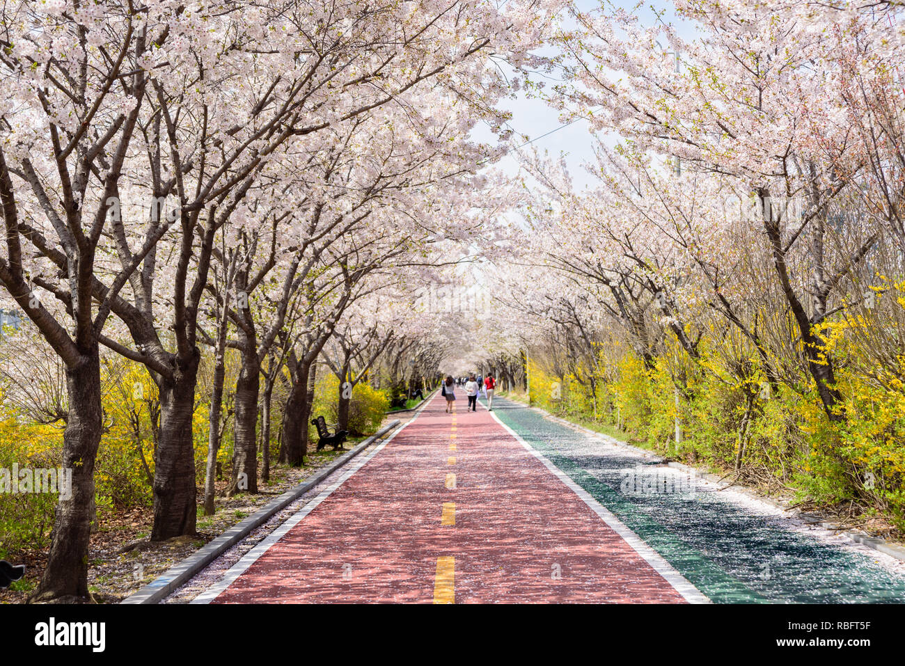 Cherry blossoms bloom on both sides of the road in spring Stock Photo ...