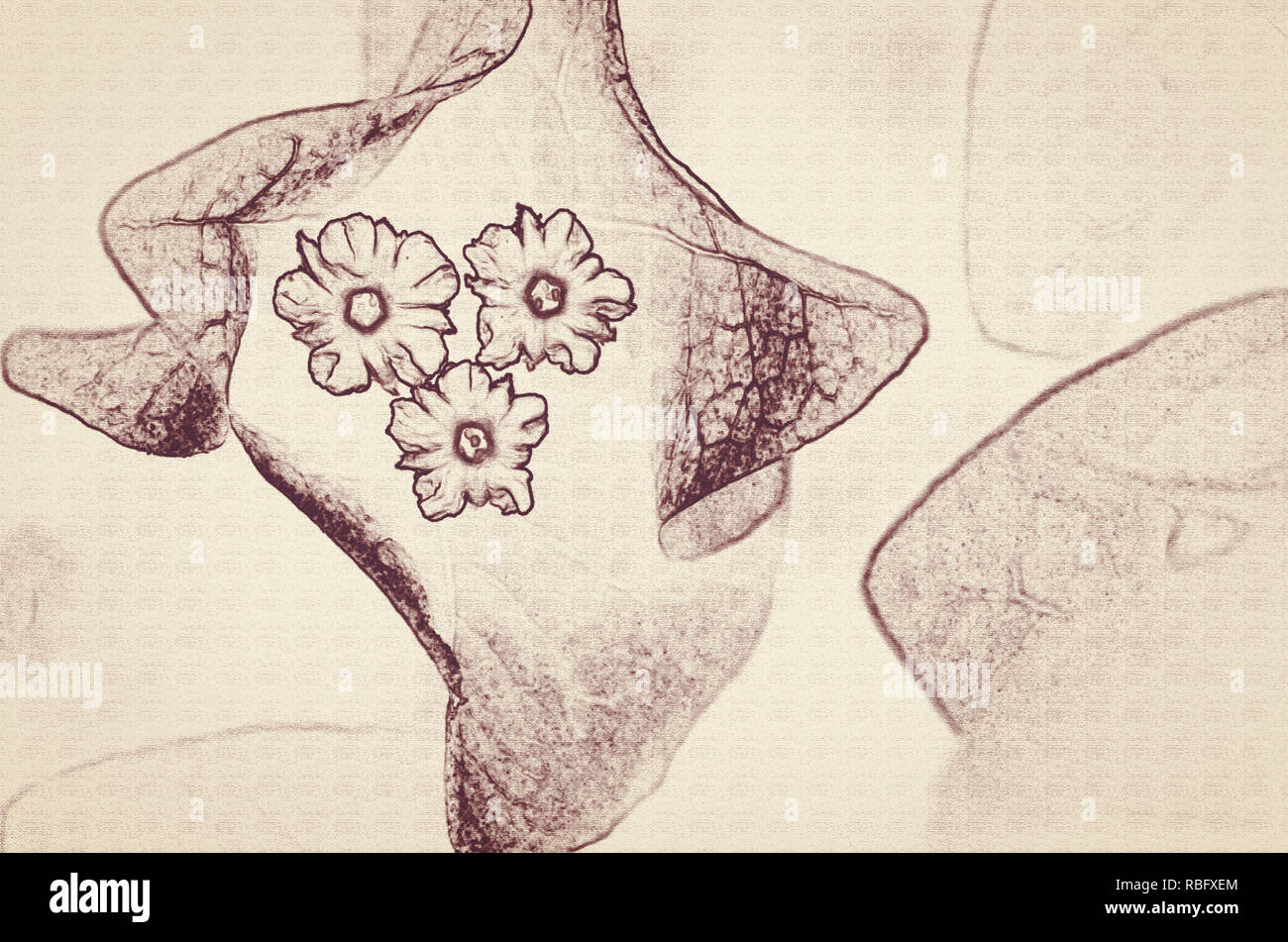 Closeup of the stigma and petals of a bougainvillea flower drawing ...
