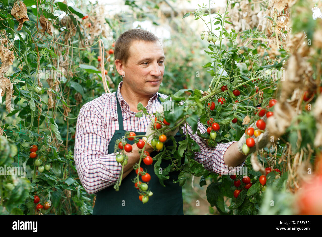 Positive farmer demonstrating crop of fresh cherry tomatoes on his ...