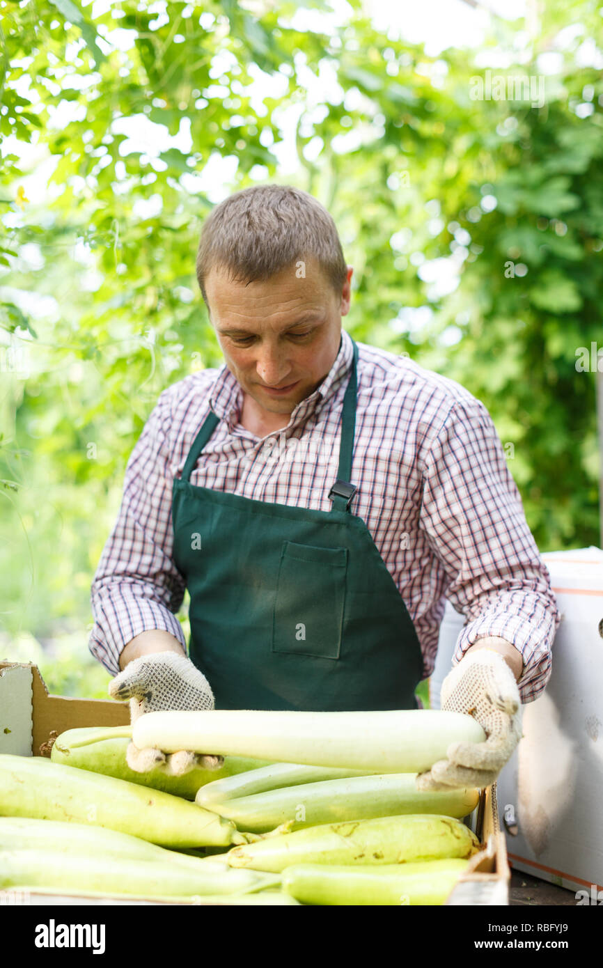 Portrait of adult worker harvesting fresh squash on organic plantation ...