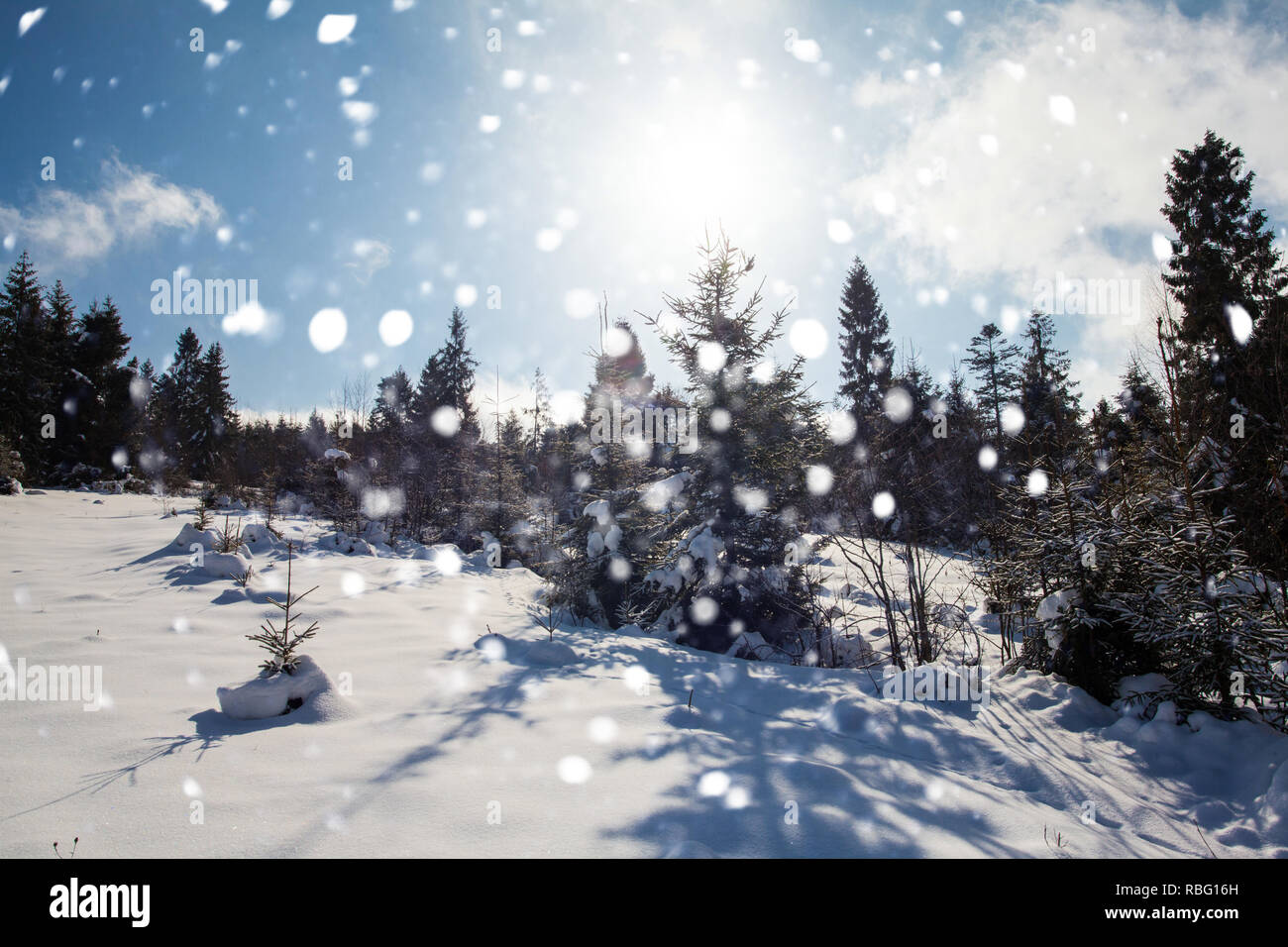 Carpathian mountains in winter, sunny day and snowdown, pine trees ...