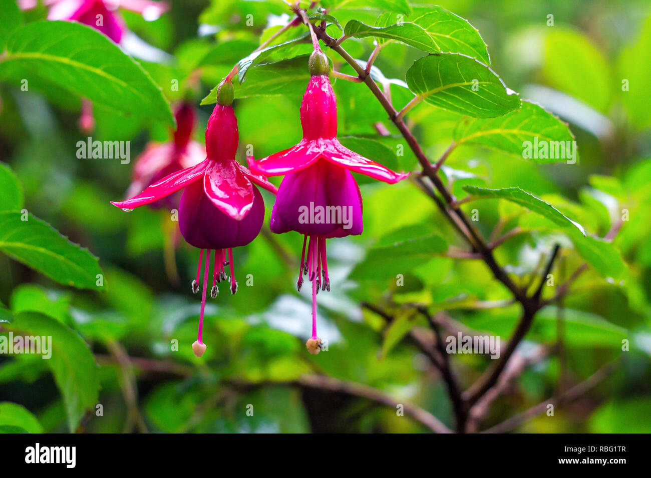 Pink Fuchsia flowers growing on bush in ornamental garden. Fuchsia ...