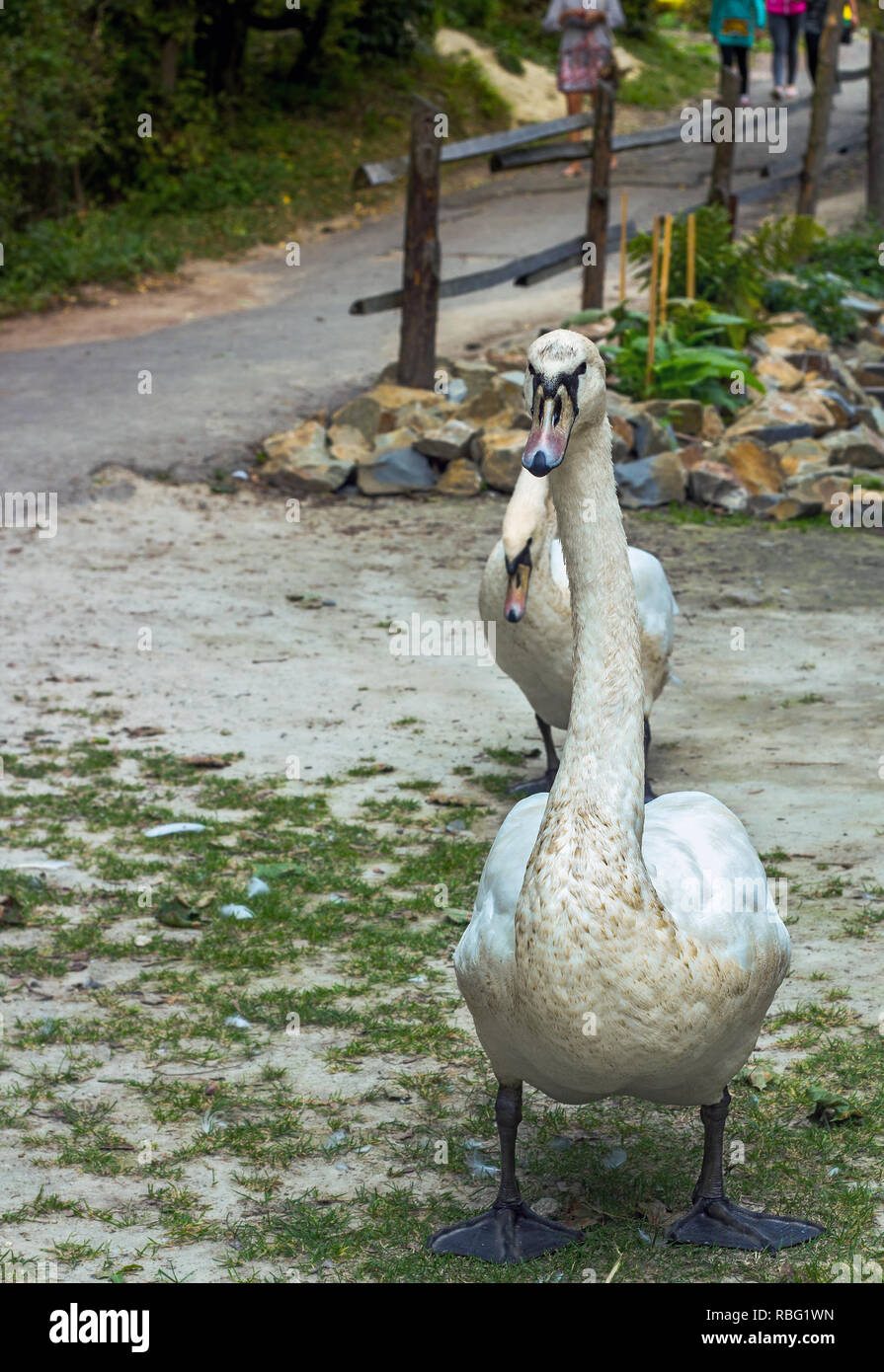 White swan with black webbed feet walking in summer park Stock Photo ...