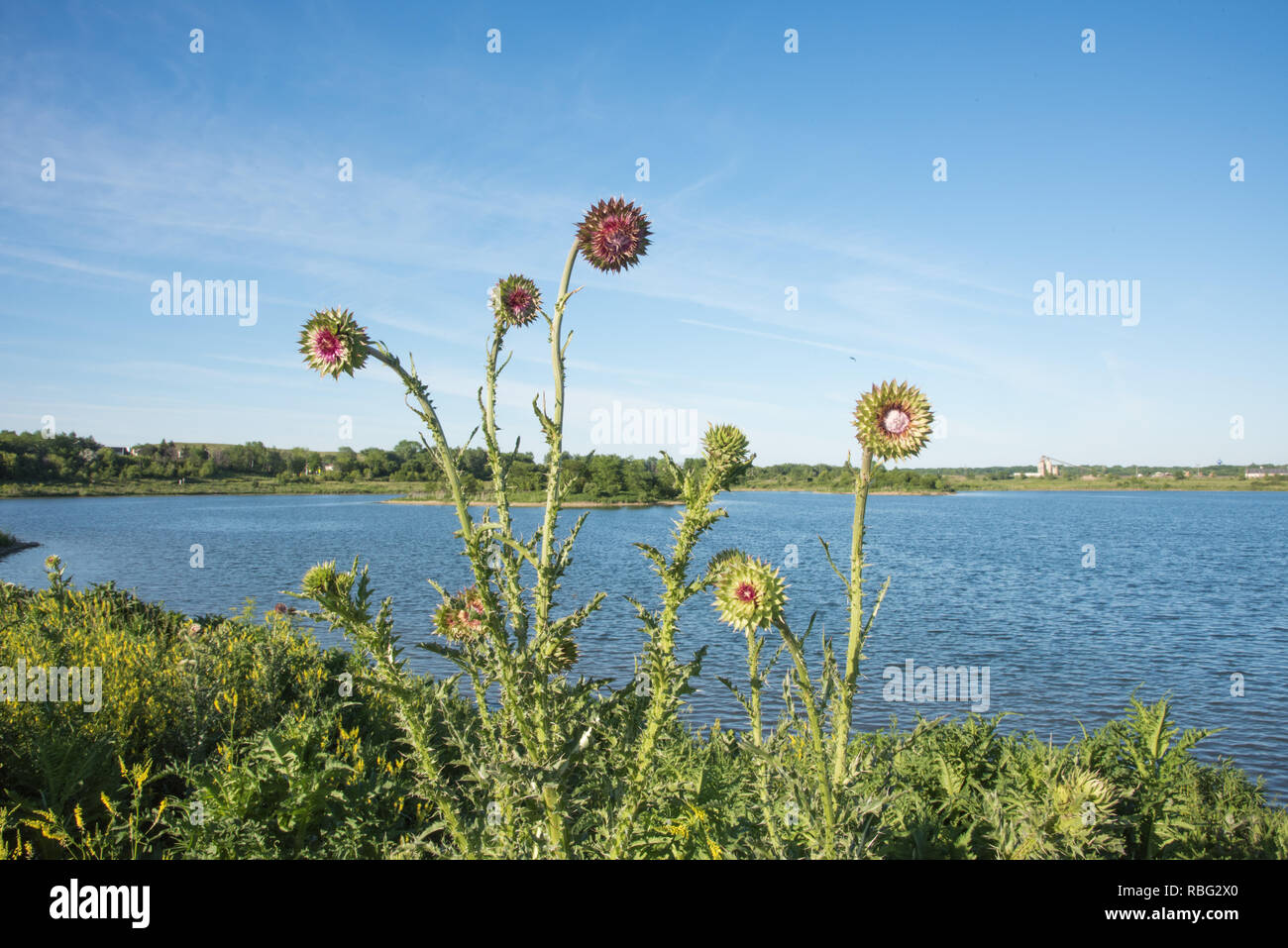 Wild nodding thistles growing on the lakefront at Whalon Lake nature ...