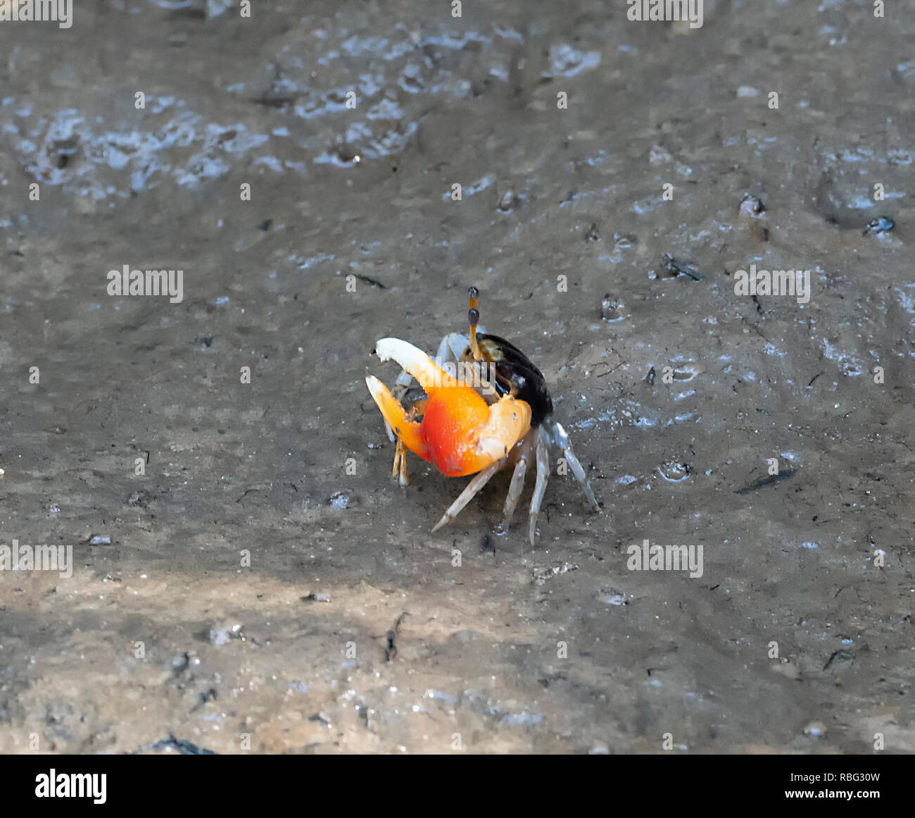 Orange-clawed Fiddler Crab (Uca coarctata), Daintree National Park, Wet ...