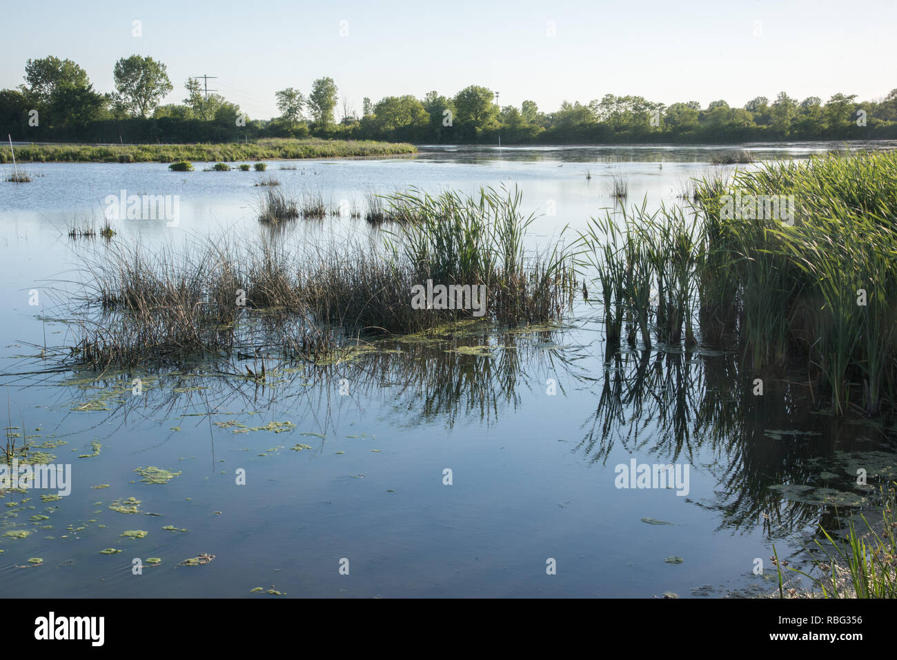 Whalon Lake wetland scene with wooden lookout platform and local power ...