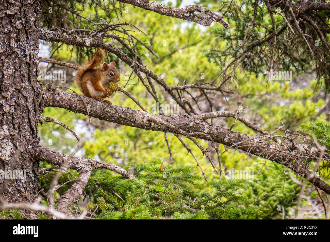 A brown Eastern chipmunk in Acadia National Park, Maine Stock Photo - Alamy