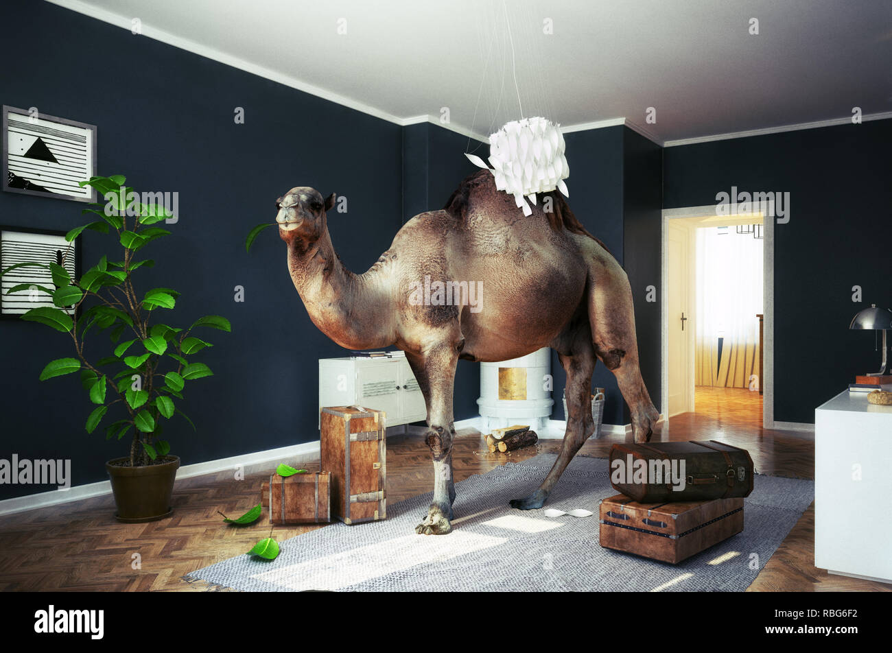 the camel in the room. Photocombination concept idea Stock Photo - Alamy