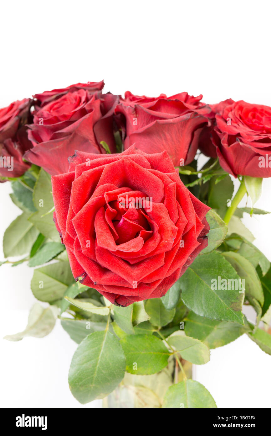 Bunch of beautiful dark red roses isolated on white background Stock ...