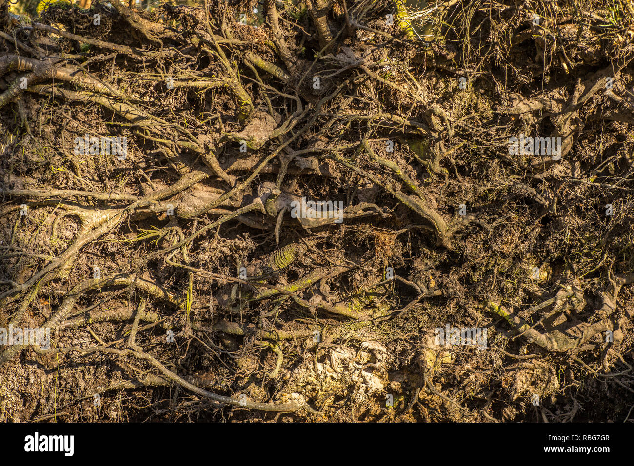 Roots from trees hi-res stock photography and images - Alamy