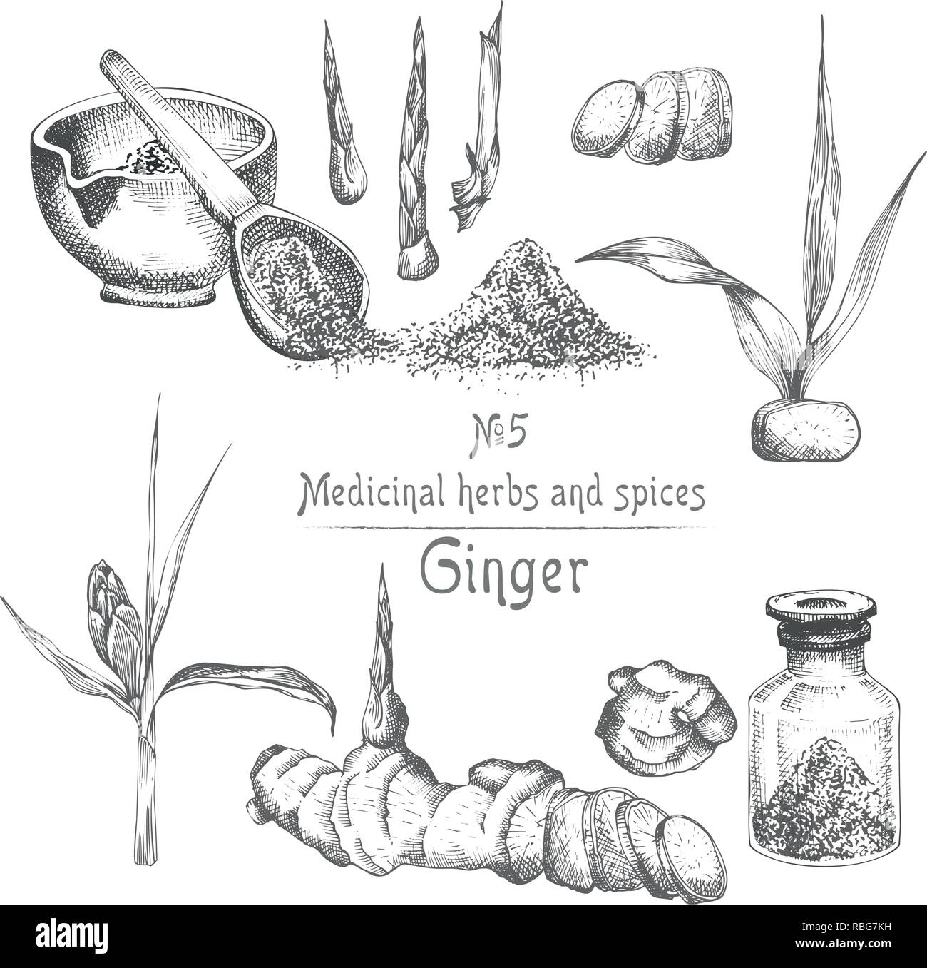 Set hand drawn of Ginger roots, lives and flowers in black color ...