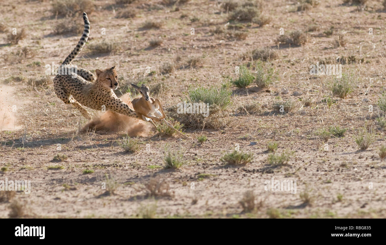 Cheetahs chasing springbok hi-res stock photography and images - Alamy