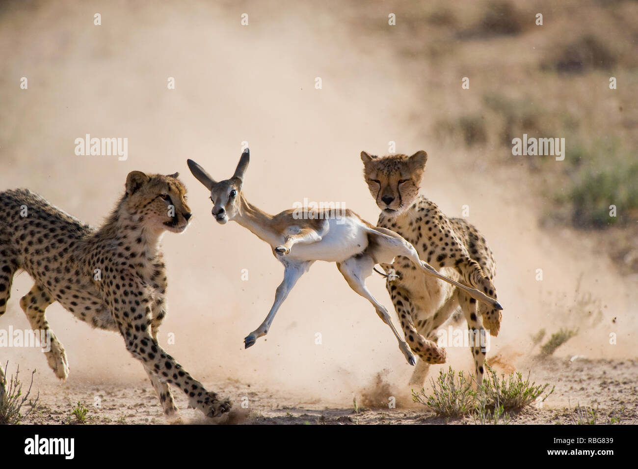 Cheetah Chasing