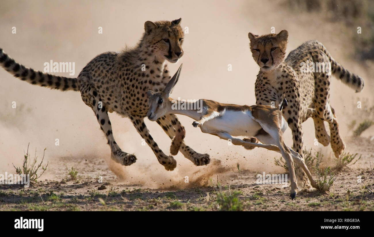Cheetah Chasing Ostrich Meme