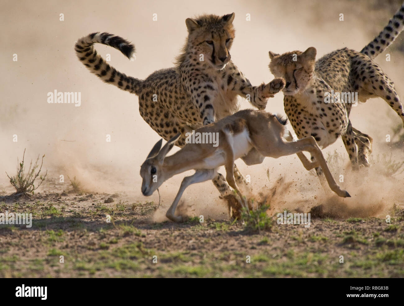 INCREDIBLE images showcase the moment a skilled photographer captured a ...